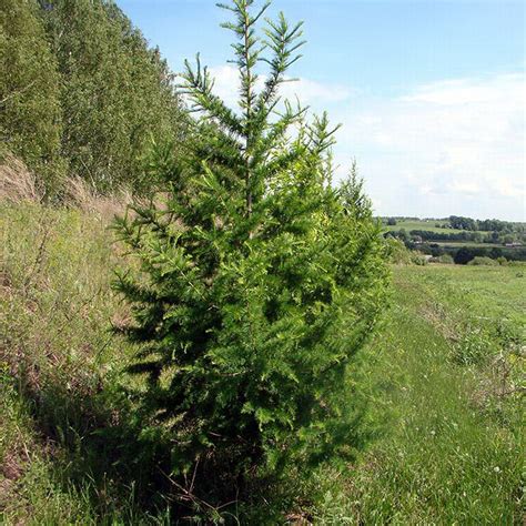 Лиственница сибирская (Larix sibirica) купить в Новосибирске - Калина ...