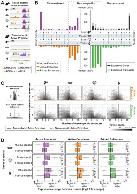 Tissue Specific Enhancers Are Associated With Tissue Specific And