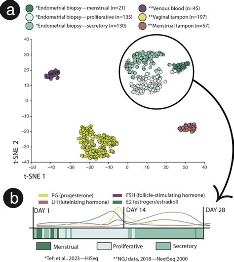Deep Diving Into Menstrual Cycle Data To Enhance Womens Health Baylor College Of Medicine