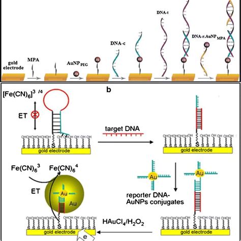 A Schematic Representation Of Sandwich Hybridization Used In Dna Download Scientific Diagram