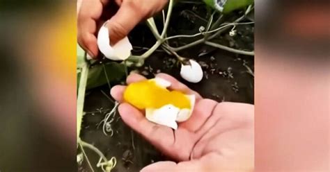 월드리포트 식물에서 열린 달걀농산물 허위 광고 빨간불