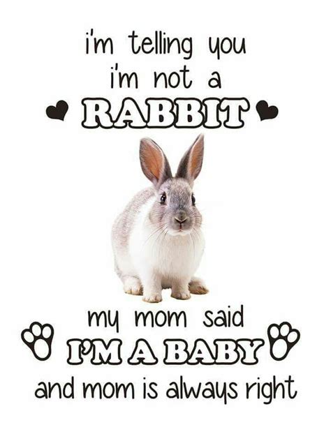 Pin By Cindy Ferrara On Bunnies ♡♥♡ Pet Bunny Rabbits Crazy Bunny
