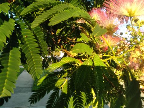 I Fucking Love Walking Past These Specific Trees You Guys Its My