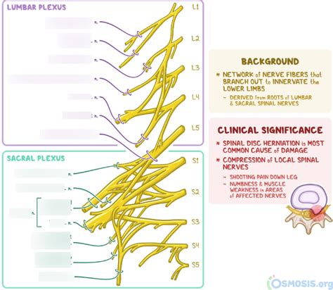 Sacral Plexus Diagram Quizlet