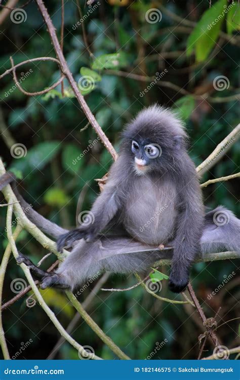 Dusky Leaf Monkey Trachypithecus Obscurus In Kaeng Krachan National