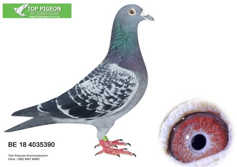 Lot 11 Spring Auction Be 18 4035390 Ch —broken Wing—bred By Florea Sorin—— Sire Be 08