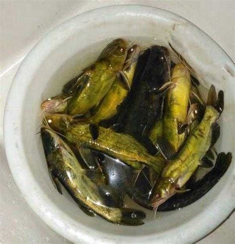 钓黄辣丁怎么才能钓的多？ 知乎