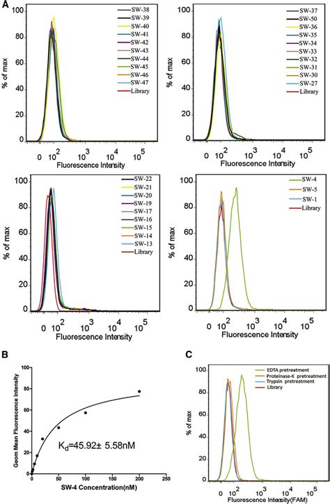 Selection Of Ssdna Aptamers Against Rcc Cell Line 786 O A The Binding