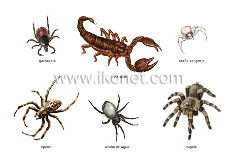 Physical Characteristics Of Arachnids