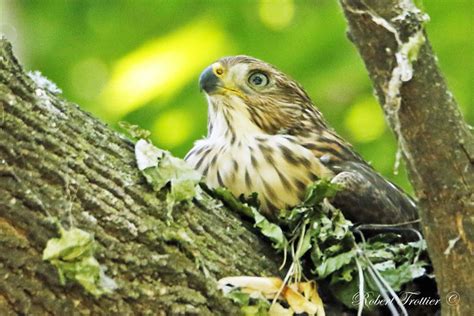 Robert Trottier Flickr