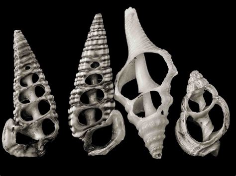 2024 25 Four Skels Anon Shell Vi Tillman Crane Photography