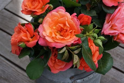 Sugar Candy Rose® Zu Jeddeloh Pflanzenhandels Gmbh