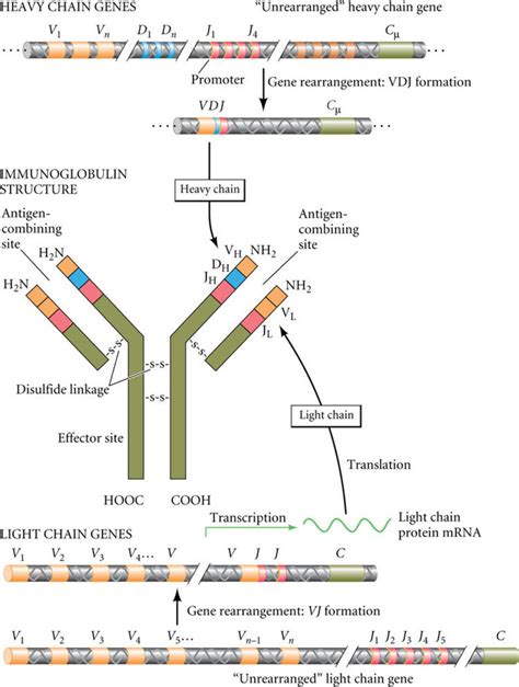 Figure A Center Structure Of A Typical Immunoglobulin Antibody
