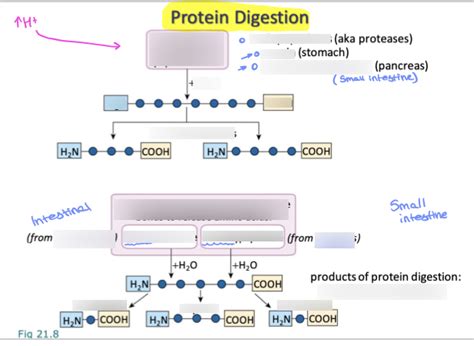 Diagram Of Biol 373 Unit 6 Protein Digestion Diagram Quizlet