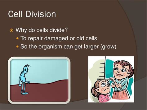Ppt The Cellular Basis Of Reproduction And Inheritance Powerpoint