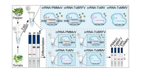 Ahmad Jewehan Phd On Linkedin One Step Reverse Transcription Recombinase Aided Amplification…