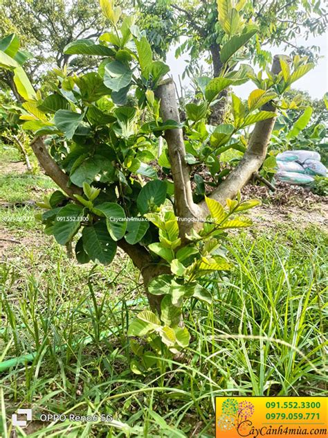 Cây ổi Ruby Cho Sản Lượng Cao