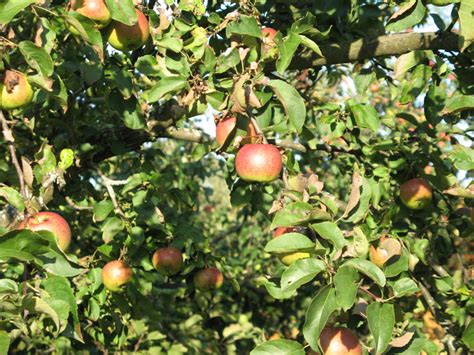 Яблоки на ветках Дневник дачника