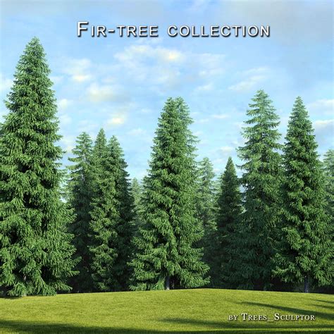 3d Hi Poly Fir Trees Tree