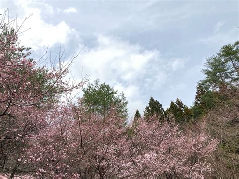ひとり旅ではありません 月の魔法！吉祥寺で日本の美味しいもの、楽しい邪道料理提案中♪日本の四季を楽しもう！ トミタセツ子の Kitchen
