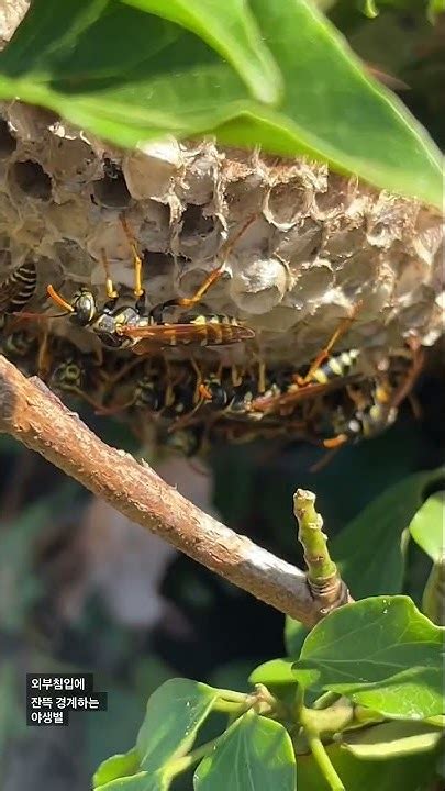 외부 침입에 경계하는 야생 말벌 Youtube