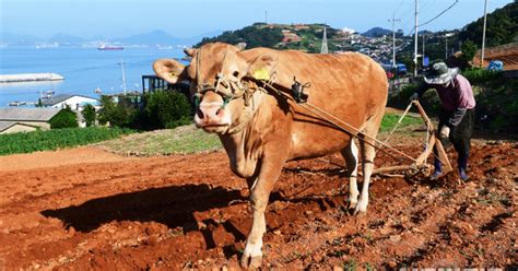 소쟁기로 밭가는 농부