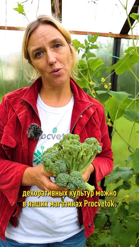 Завязь будет с каждого цветка Вот чем опрыскать томаты для большого урожая 🍅 Для лучшей завязи