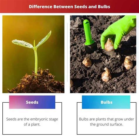 Seeds Vs Bulbs Difference And Comparison