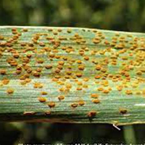 Liquid Indofil Sitara Fungicide C14h17cl2n3o At ₹ 320litre In Bengaluru