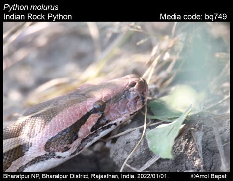 Python Molurus Linnaeus 1758 Indian Rock Python Reptiles