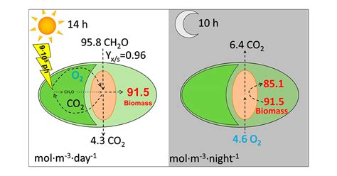 Diagram Of Co2 O2 Cycle