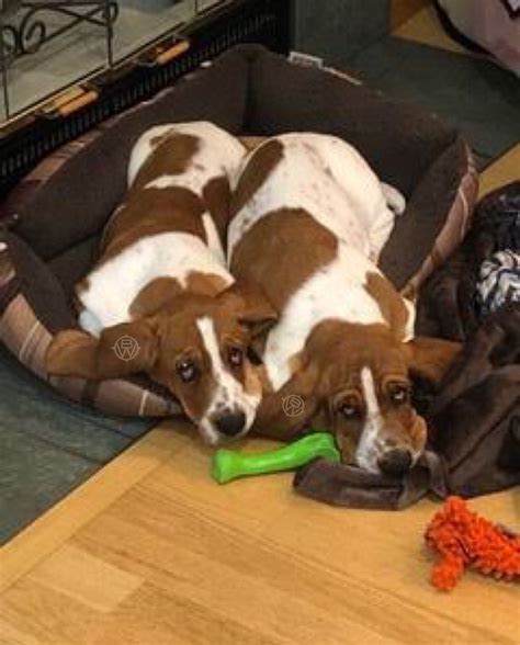 Basset Hound Puppies In Arizona — Out West Bassets