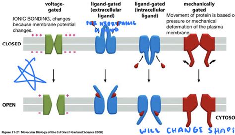 Bio67a Lecture Chapter 4 Signal Pathways And Transduction Chooljian Flashcards Quizlet