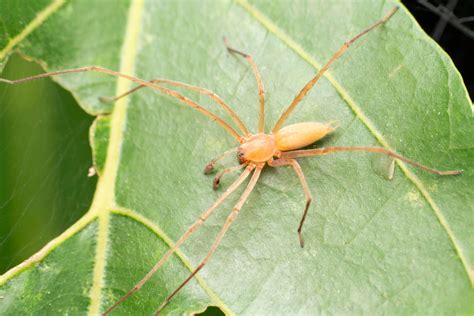 How To Get Rid Of Yellow Sac Spiders In Your House At Maria Joiner Blog