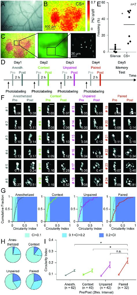 Induction Of Chromatin Reorganization By Behavioral Experiences A