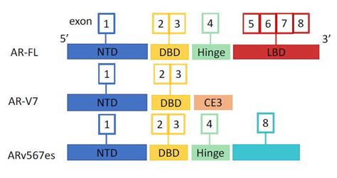 Androgen Receptor Ar And Splice Variants Ar Fl Ar Full Length Ntd Download Scientific