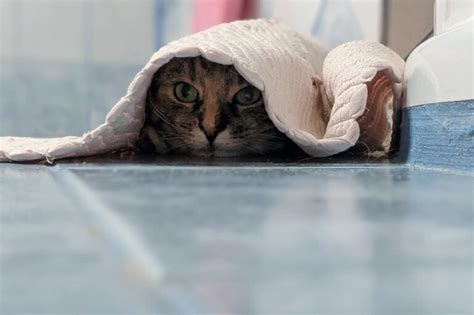 These 3 Android Apps Are Secretly Stealing Your Personal Data Belles And Gals