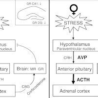Schematic Presentation Of The HPA Axis In Male Left Panel And Female Download Scientific