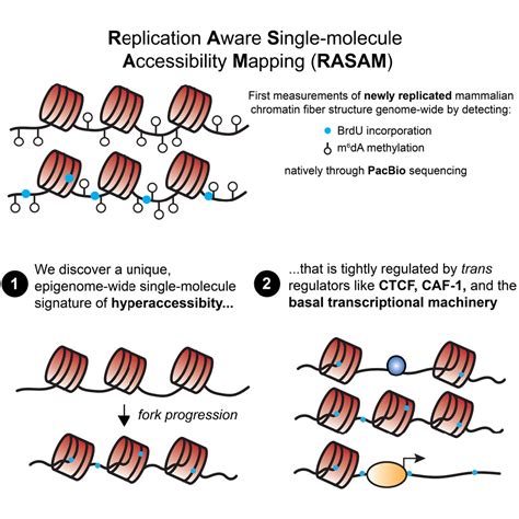 The Single Molecule Accessibility Landscape Of Newly Replicated Mammalian Chromatin Cell