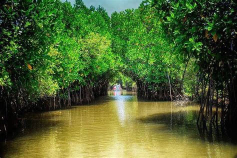 Indian Tidal Or Mangrove Forests Biodiversity Hotspots In India