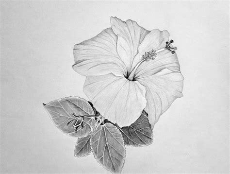 Easy Guide To Drawing Hibiscus Flowers Step By Step Muus Art