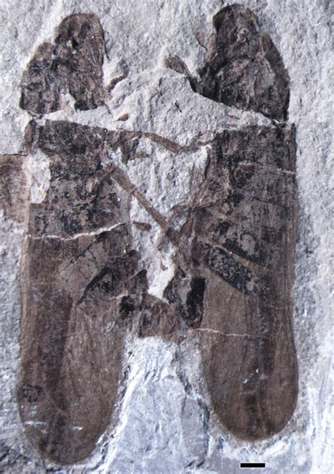 Caught In The Act Scientists Find Oldest Fossil Of Insects Getting Busy