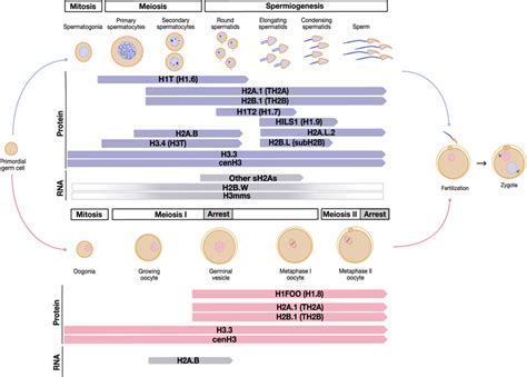 Expression Timing Of Mouse Histone Variants During Gametogenesis The
