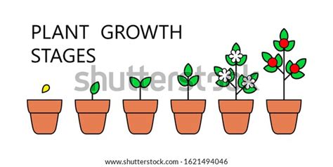 Tree Growth Stages Infographics Line Art Stock Vector Royalty Free Shutterstock