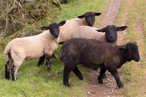 Sheep Colors How Many Can There Be Sheepcaretaker