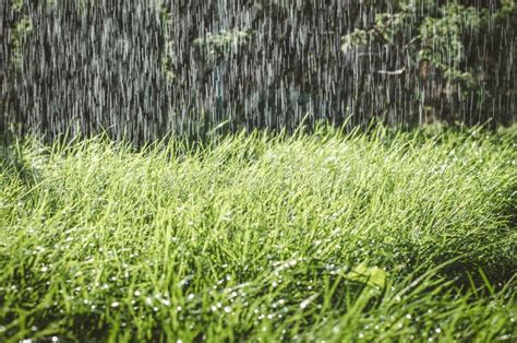 Rain Falling On Grass