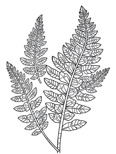 15 Free Printable Ferns Coloring Pages For Creative Fun