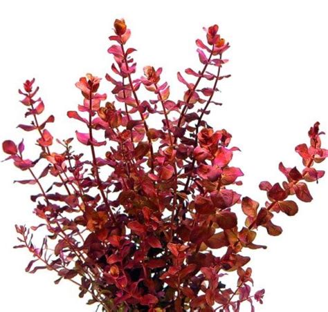 Rotala Macandra Mini Type Iv 6 Stems Buy 6000 Plants Seeds Pots Online At Himadri Gardens