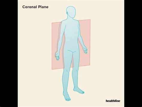 Human Body Flashcards Quizlet