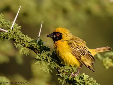 Louis Oosthuizen Photography Red Bishop Rooivink